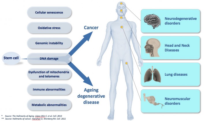 Why cancer and ageing ? - FHU ONCOAGE